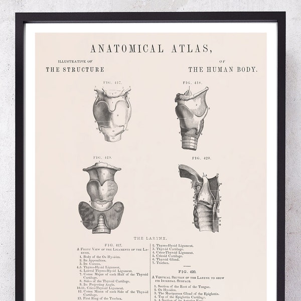 Speech Anatomy Art - Etsy