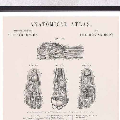 TIPIAL ARTERIES and FOOT Anatomy Art Print for Podiatrist and - Etsy