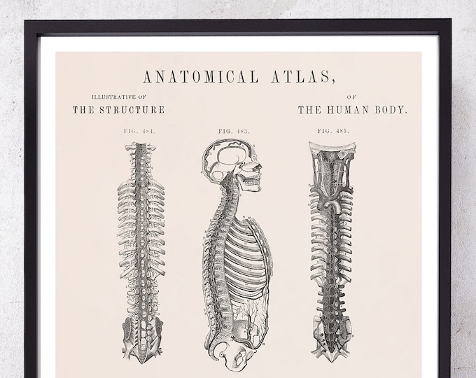 Spinal Column, Human Spine Anatomy Art Watercolor Print, Vertebral ...