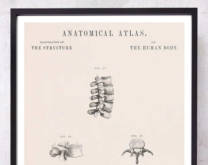 Abstract Cervical Spine Watercolor Painting Fine Art Print - Etsy