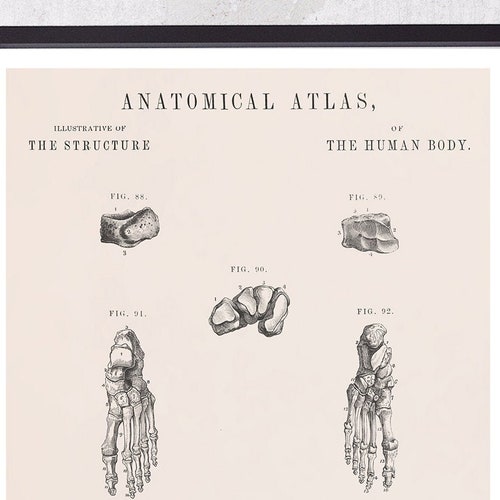 TIPIAL ARTERIES and FOOT Anatomy Art Print for Podiatrist and - Etsy