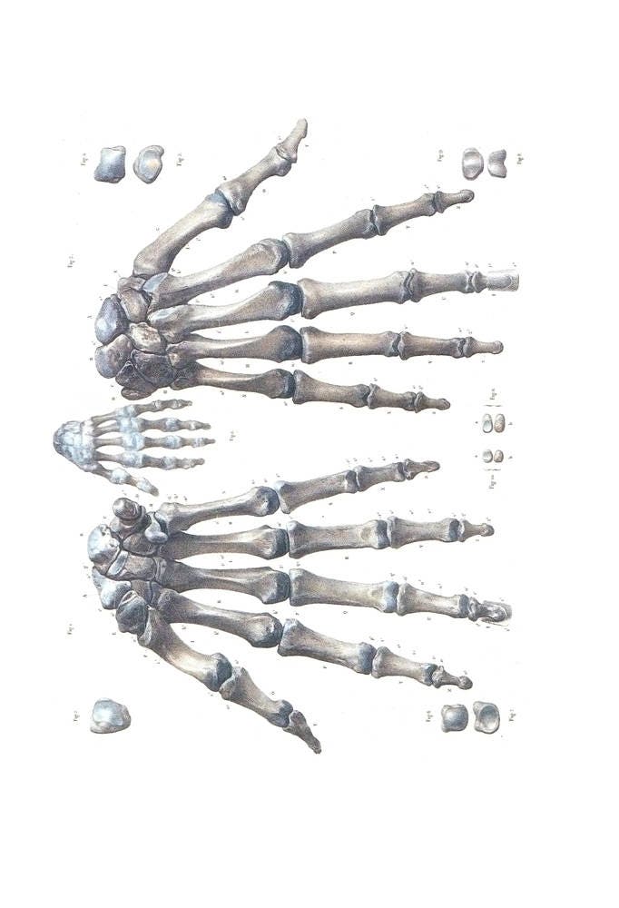 Anatomy Art FINGER HAND BONES Radiologists Medical Student Gift ...