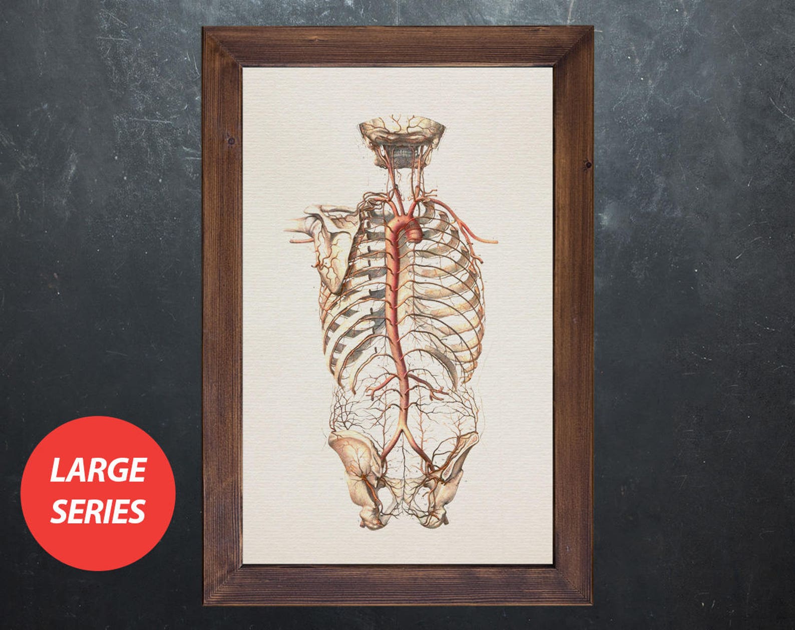 Anatomy Art RIB CAGE SKELETON Human Body Medical Student Gift ...