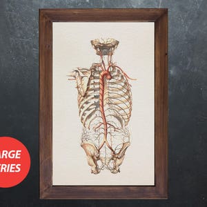 Anatomy Art RIB CAGE SKELETON Human Body Medical Student Gift ...