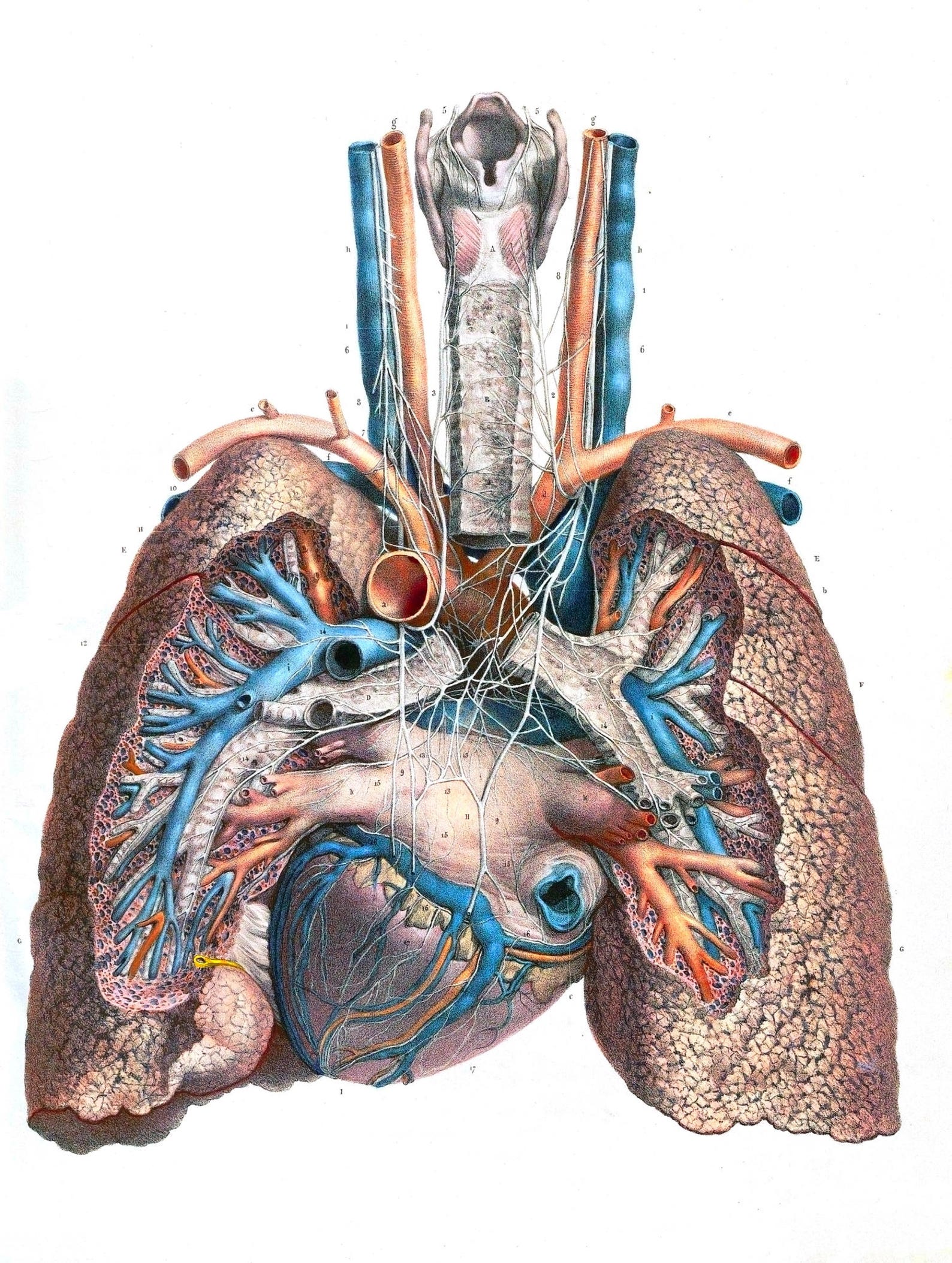Anatomy Art LUNG HEART TRACHEA Medical Student Gift, Anatomical Poster ...