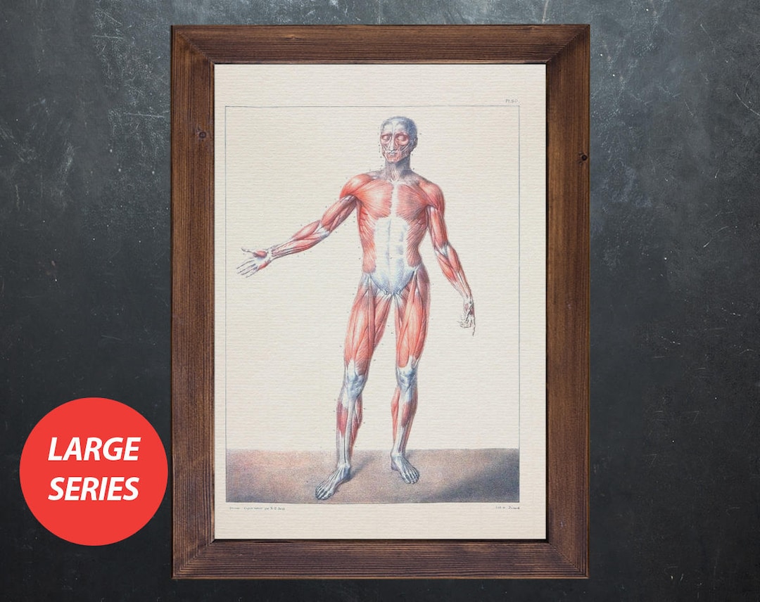 Anatomy Art FRONT BODY MUSCLES Doctor, Medical Student Gift, Anatomical ...