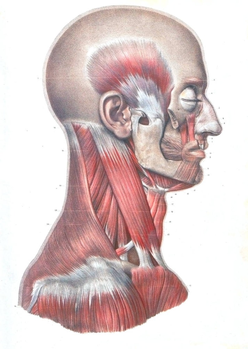 Anatomy Art HEAD SKULL MUSCLES Medical Student Gift - Etsy