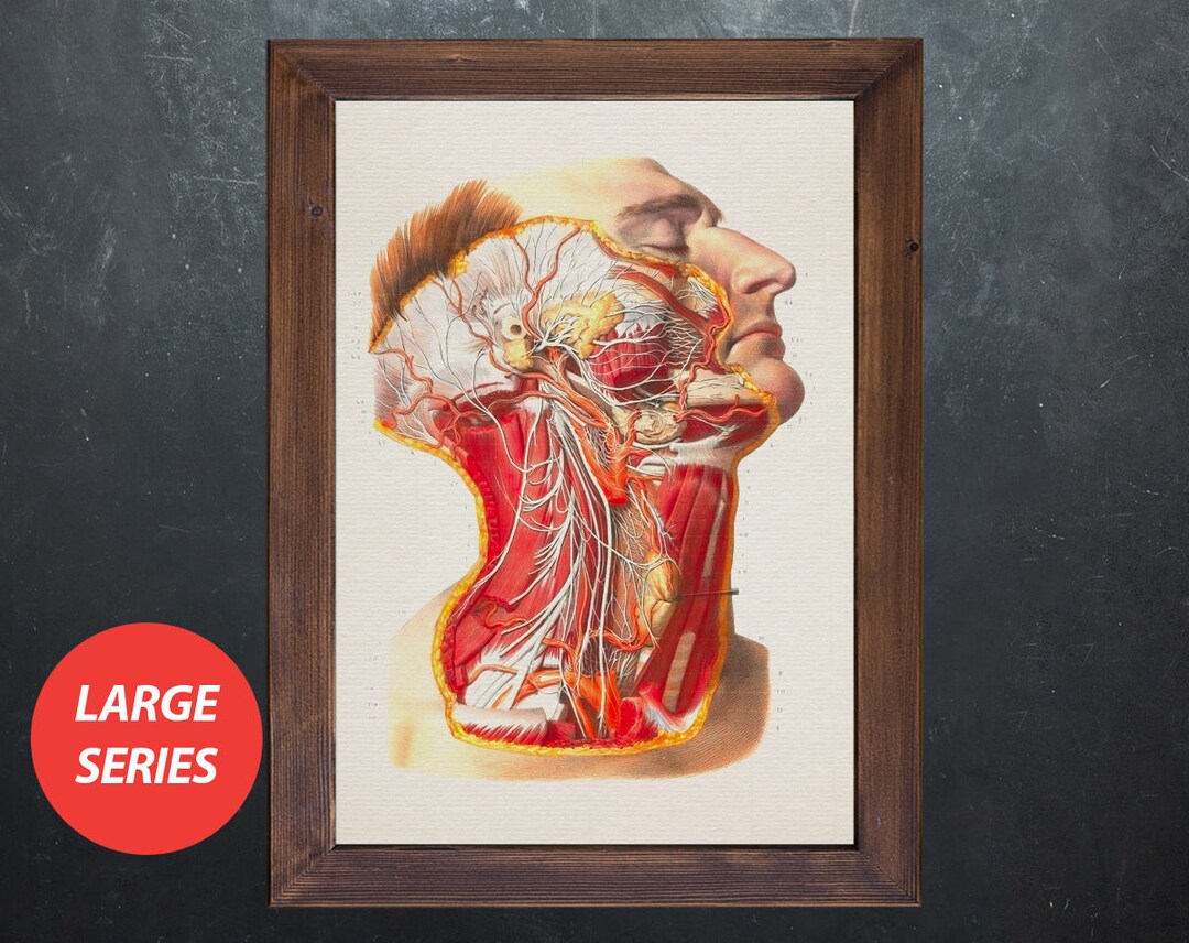 Anatomy Art HEAD NECK NERVES Neurosurgery Medical Student Gift ...