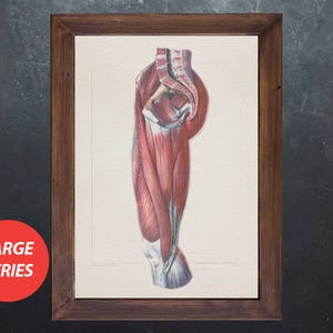 Anatomy Art HIP JOINTS & MUSCLES Chiropractic Medical Student Gift ...