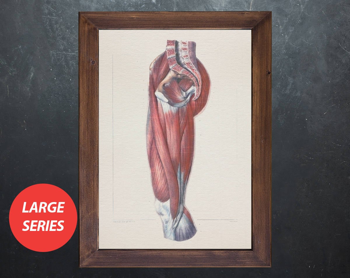 Anatomy Art HIP JOINTS & MUSCLES Chiropractic Medical Student Gift ...