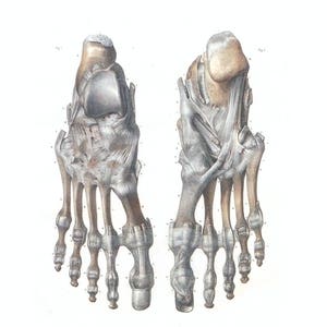 Anatomy Art FOOT TOP BONES Podiatrist Podiatry Medical Student Gift ...