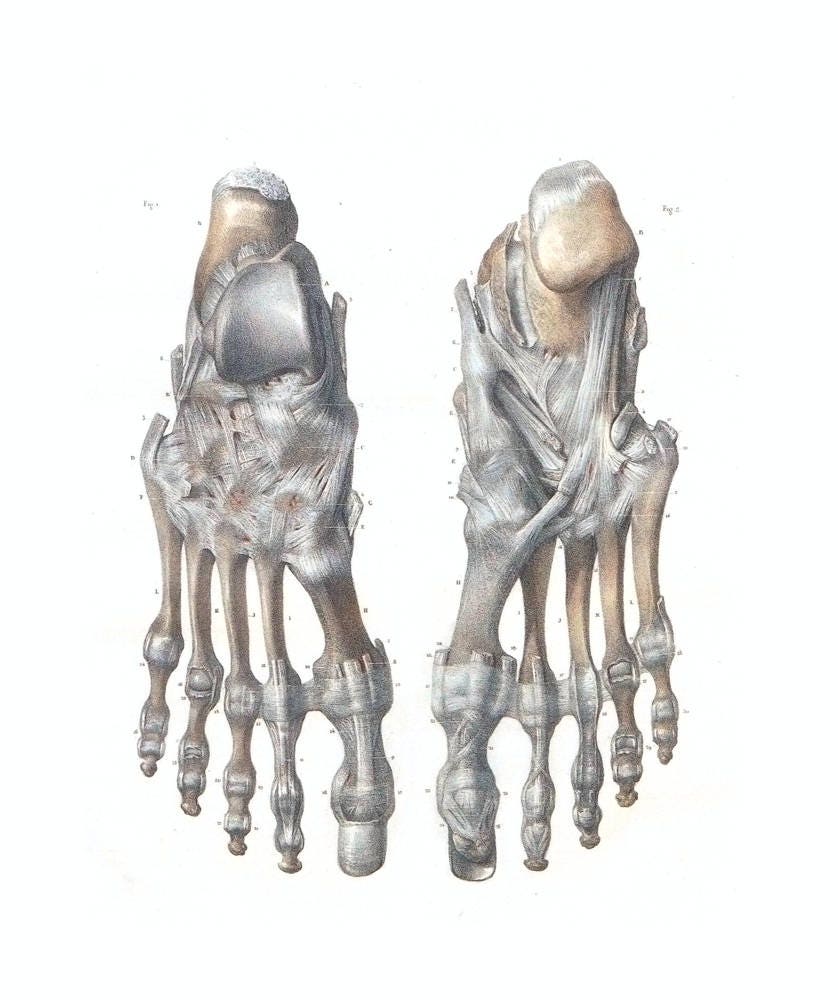 Anatomy Art FOOT TOP BONES Podiatrist Podiatry Medical Student Gift ...