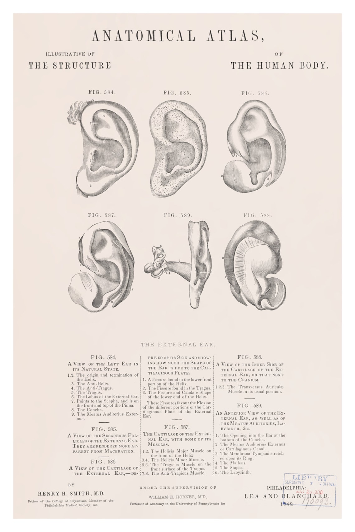 EAR BONE and CARTILAGE Anatomy Art Print for Otolaryngologist - Etsy UK