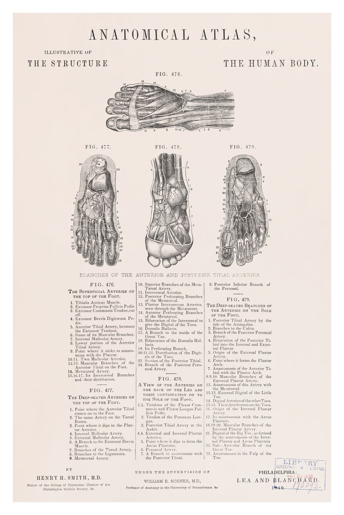 TIPIAL ARTERIES and FOOT anatomy art print for Podiatrist and | Etsy