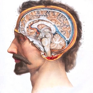 Anatomy Art SIDE BRAIN CUT Neurosurgeon Doctor Gift Nursing Student Phd ...