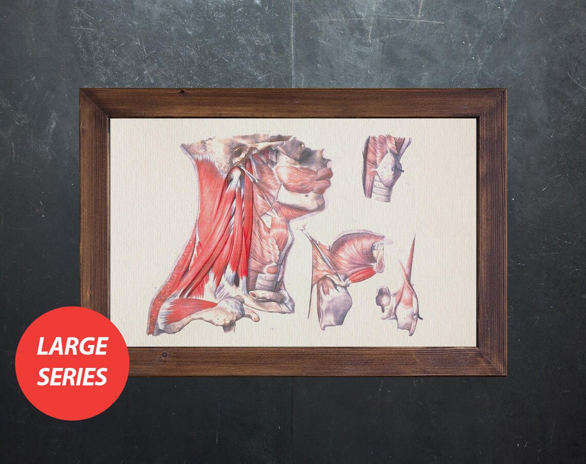 Anatomy Art NECK BONES MUSCLES Chiropractic Medical Student Gift ...