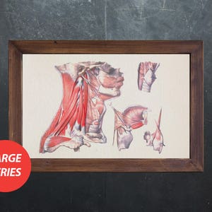 Anatomy Art NECK BONES MUSCLES Chiropractic Medical Student Gift ...