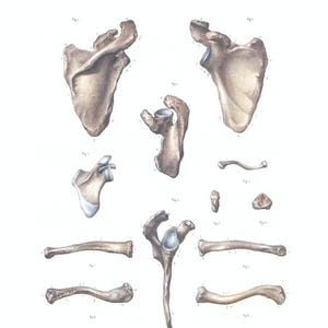 Anatomy Art OMOPLATE CLAVICLE BONES Radiology Medical Student Gift ...