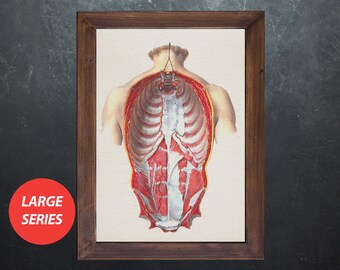 Anatomy Art RIB CAGE SKELETON Human Body Medical Student Gift | Etsy