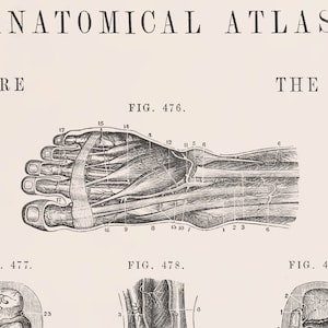 TIPIAL ARTERIES and FOOT Anatomy Art Print for Podiatrist and Podiatry ...