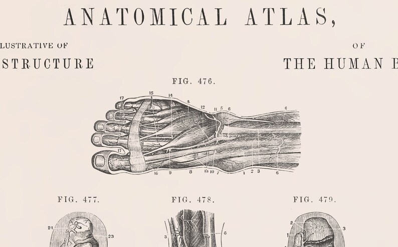 TIPIAL ARTERIES and FOOT Anatomy Art Print for Podiatrist and | Etsy