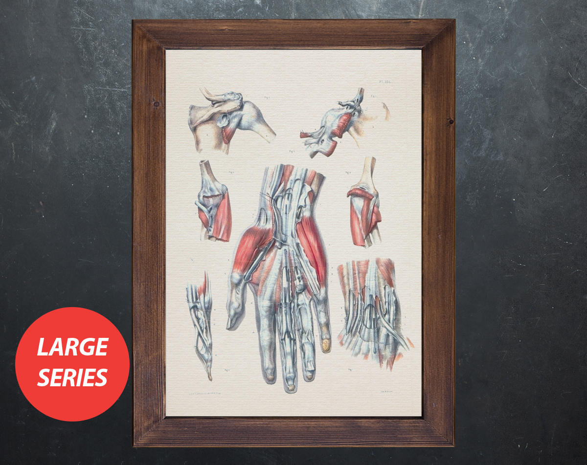 Anatomy Art HAND JOINTS & MUSCLES Medical Student Gift, Anatomical ...
