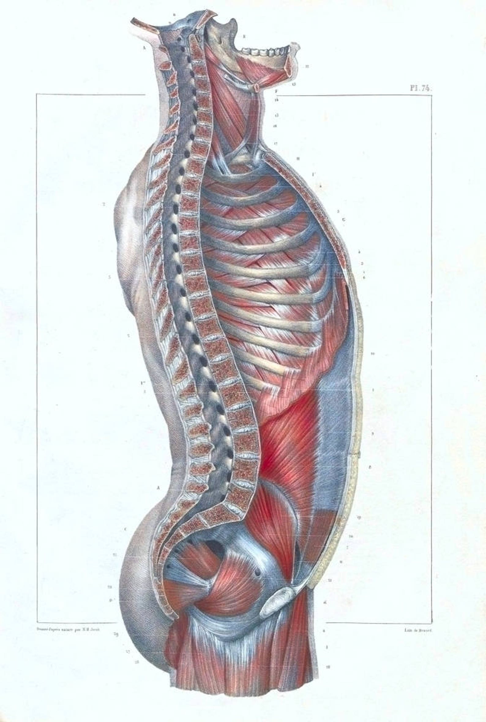 Anatomy Art MUSCLES SPINAL COLUMN Chiropractic Medical Student Gift ...