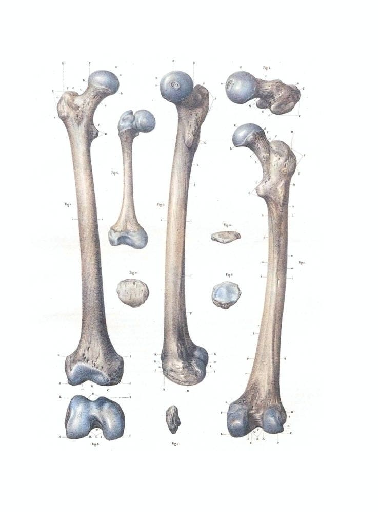 Anatomy Art FEMUR BONES CARTILAGE Radiologists Medical Student Gift ...