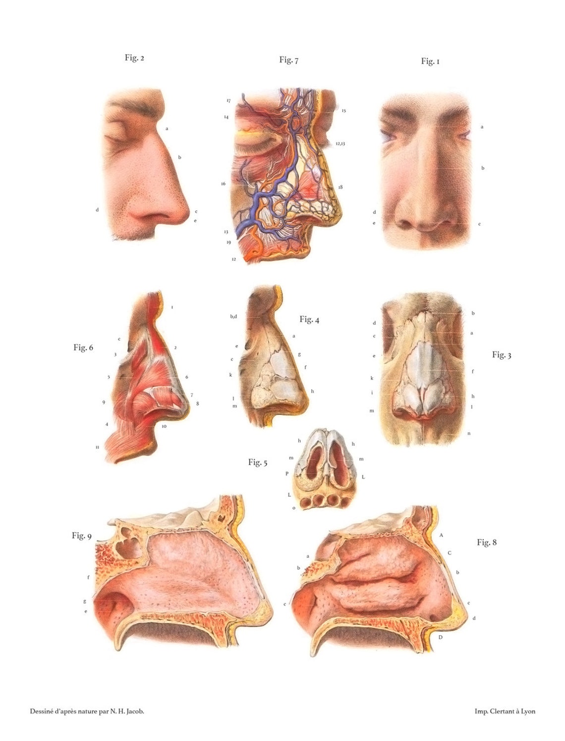 Anatomy Art NOSE BONES MUSCLES Ent Ohr Medical Student Gift, Anatomical ...