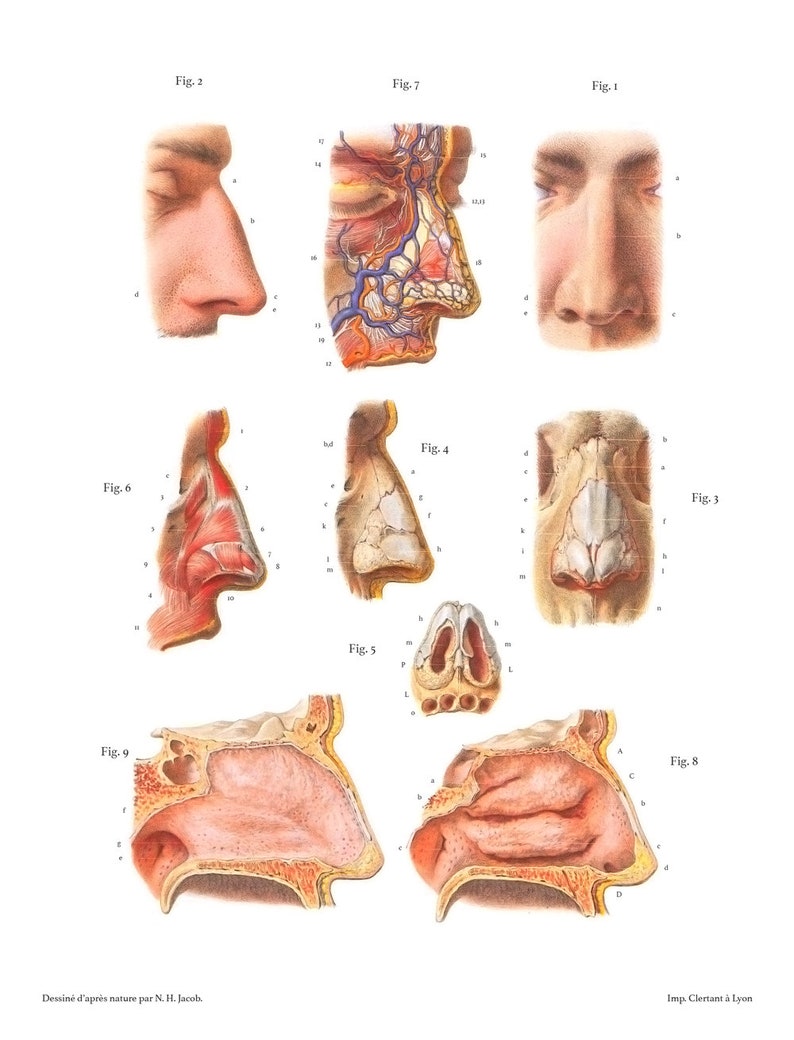 Anatomy Art NOSE BONES MUSCLES Ent Ohr Medical Student Gift, Anatomical ...