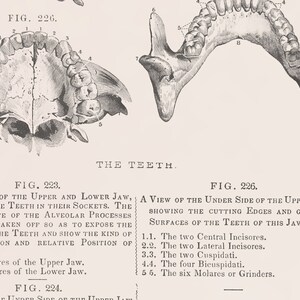 TEETH SOCKETS et JAW anatomie art print pour le dentiste et le - Etsy ...