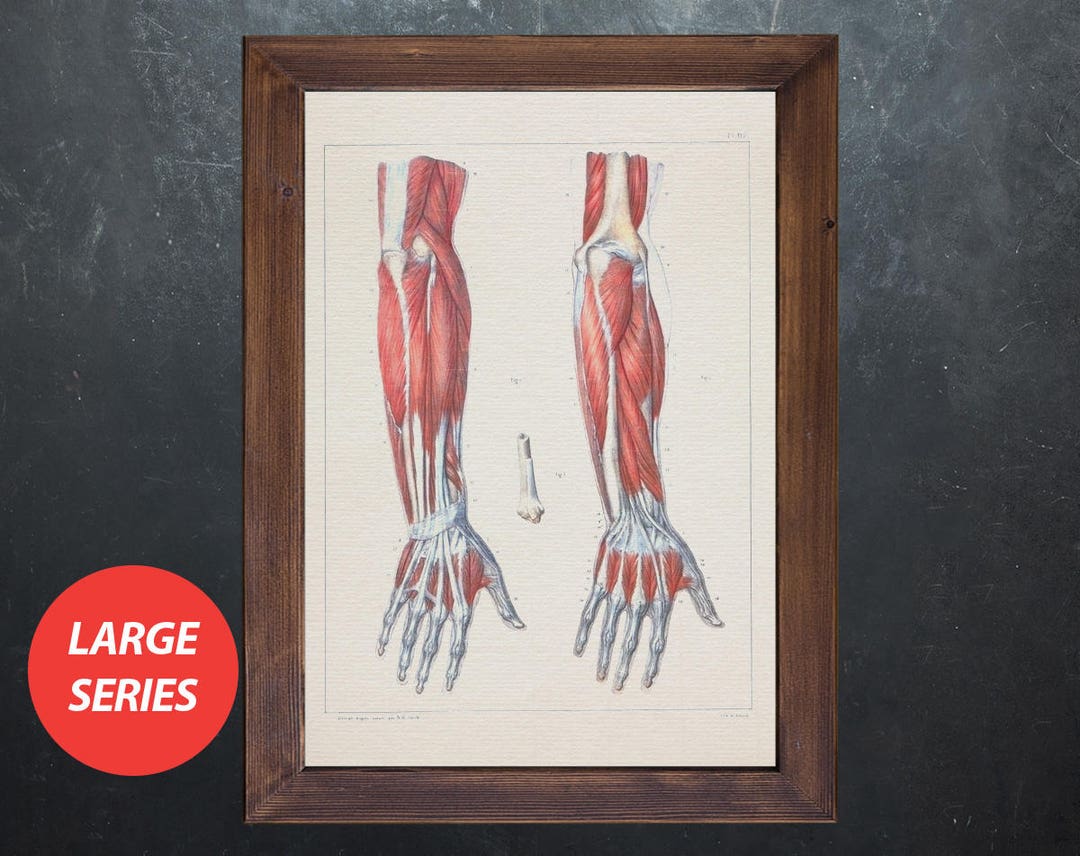 Anatomy Art FOREARM JOINT MUSCLES Medical Student Gift, Anatomical ...
