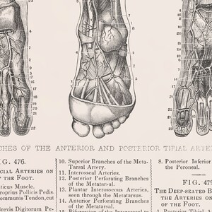 TIPIAL ARTERIES and FOOT Anatomy Art Print for Podiatrist and Podiatry ...