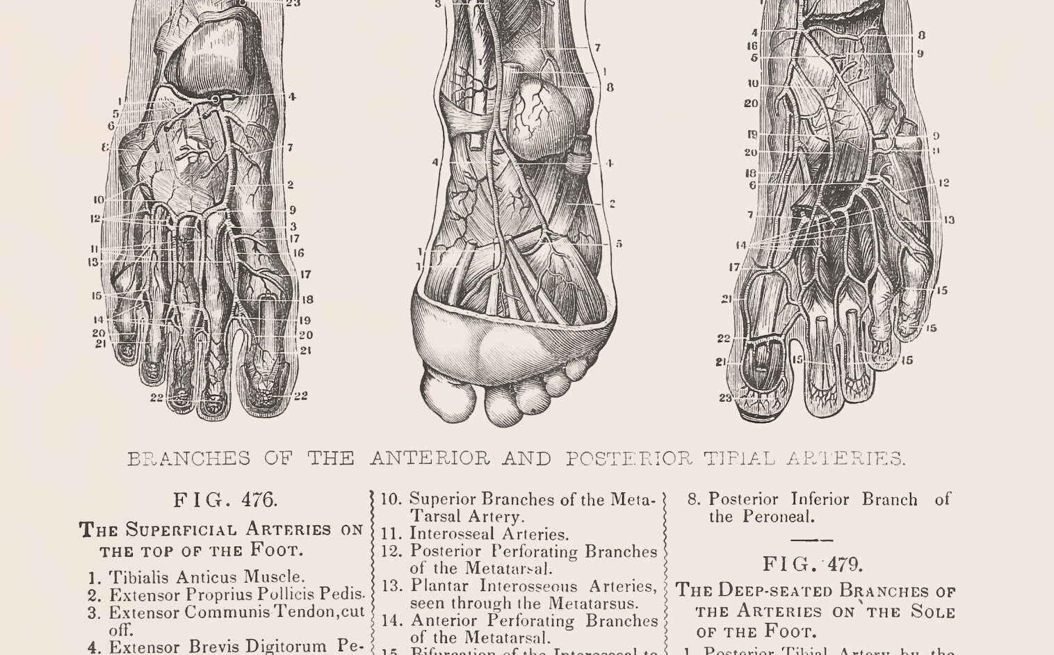 TIPIAL ARTERIES and FOOT Anatomy Art Print for Podiatrist and - Etsy