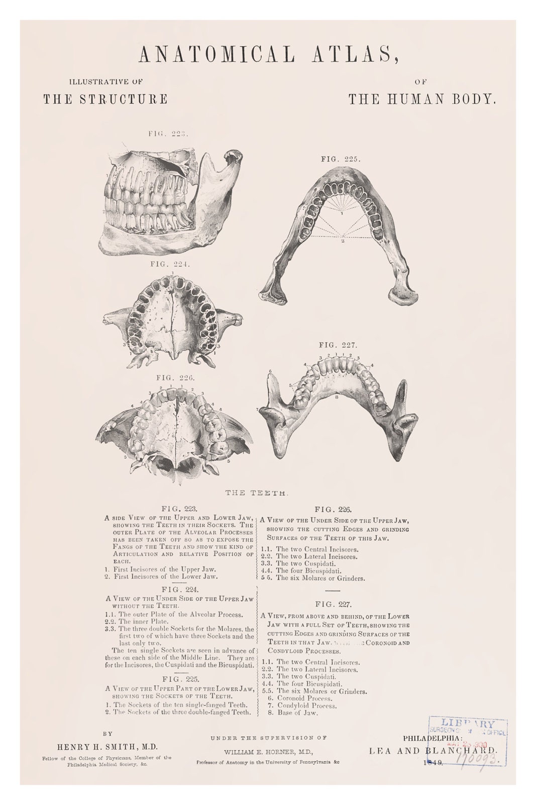 TEETH SOCKETS et JAW anatomie art print pour le dentiste et le - Etsy ...