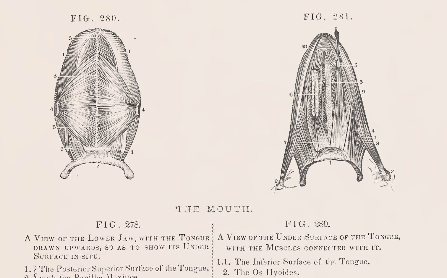 TONGUE MUSCLES and MOUTH Anatomy Art Print for Dentist and - Etsy