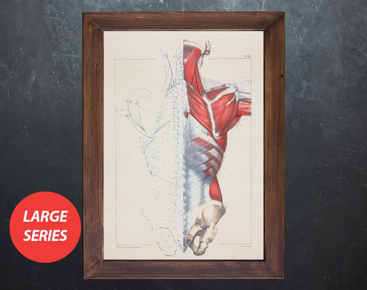 Anatomy Art BACK DRAWING MUSCLES Medical Student Gift, Anatomical ...