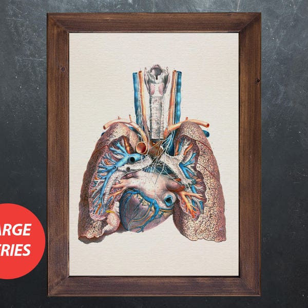 Lungs and Trachea Anatomy Poster - Etsy