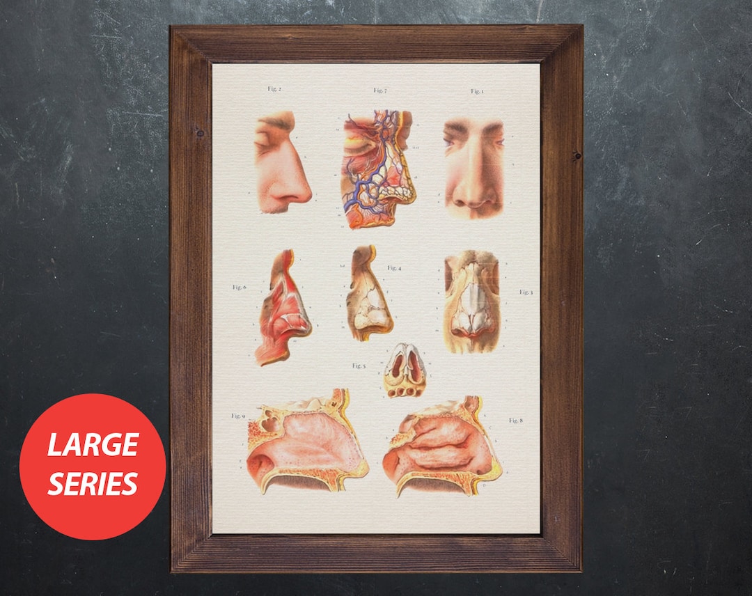 Anatomy Art NOSE BONES MUSCLES Ent Ohr Medical Student Gift, Anatomical ...