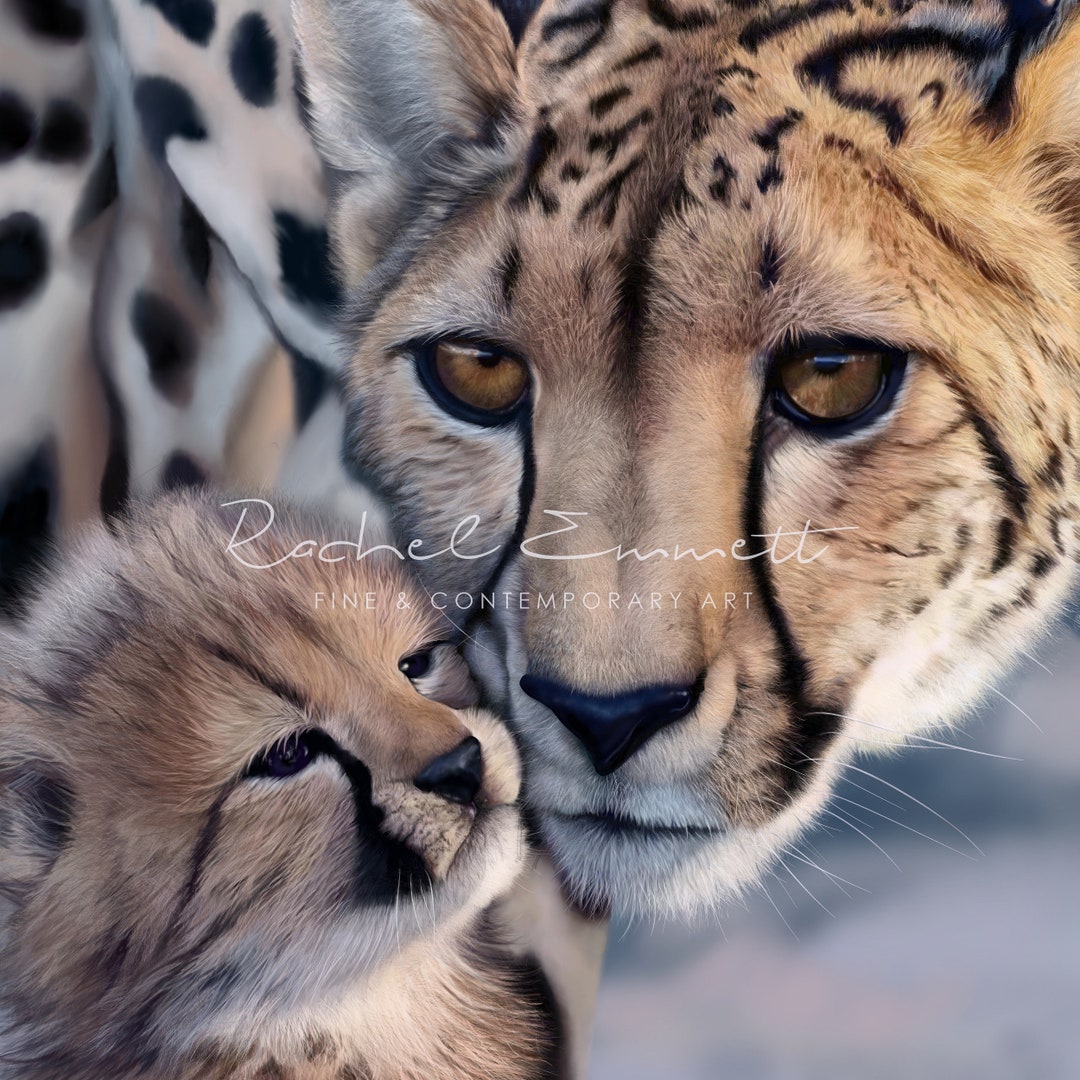 Baby Cheetah With Mom And Dad