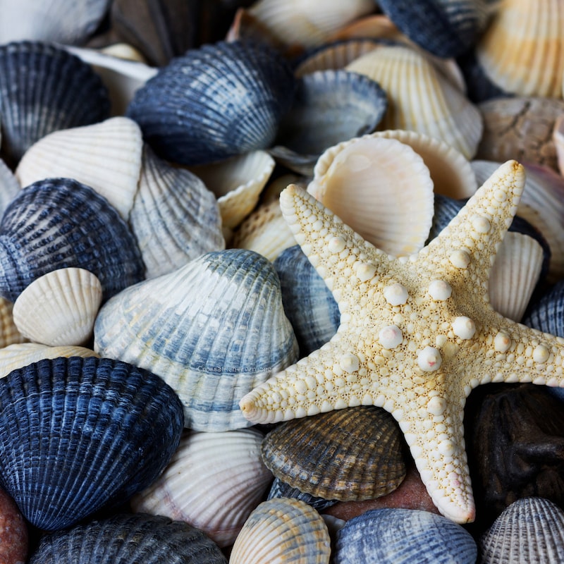 Everyones a Shell - Etsy