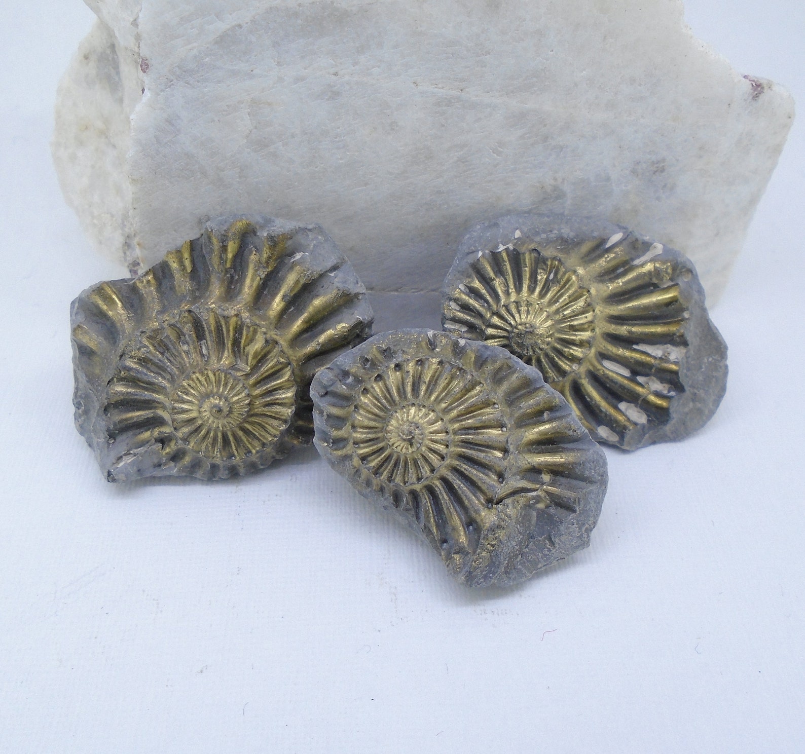 3 X Pyrite Ammonite Pieces - Good Jewellery Grade, Great for Pendants ...