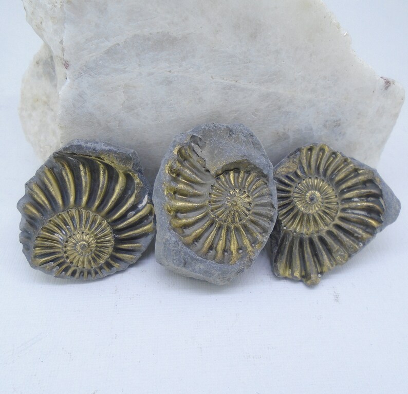 3 X Pyrite Ammonite Pieces - Good Jewellery Grade, Great for Pendants ...