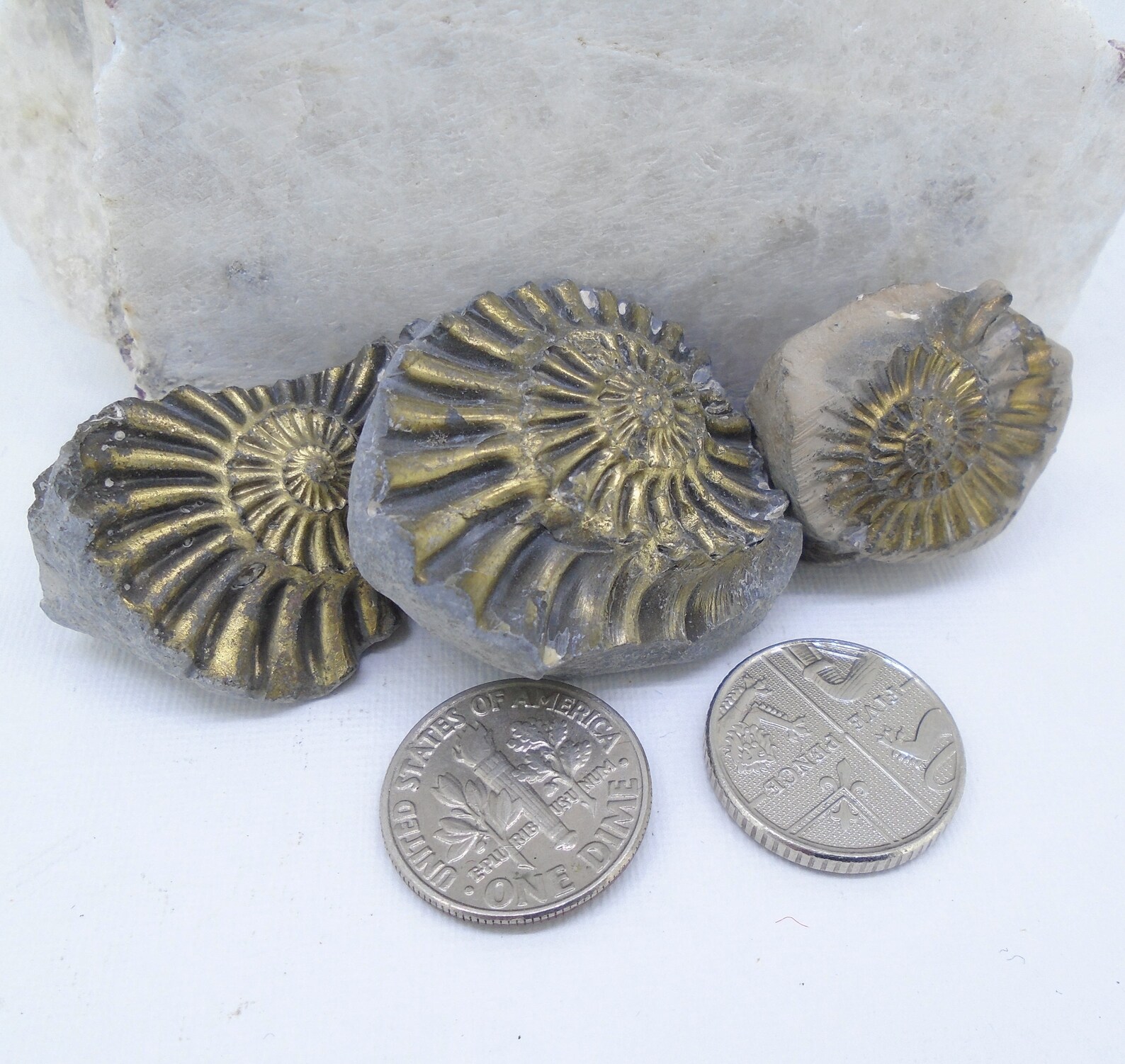 3 X Pyrite Ammonite Pieces - Good Jewellery Grade, Great for Pendants ...