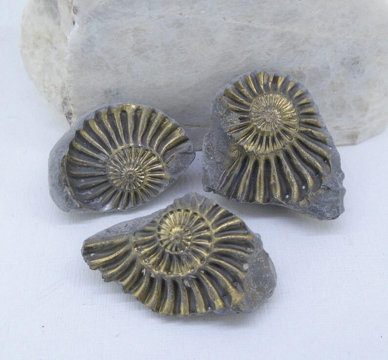 3 X Pyrite Ammonite Pieces - Good Jewellery Grade, Great for Pendants ...