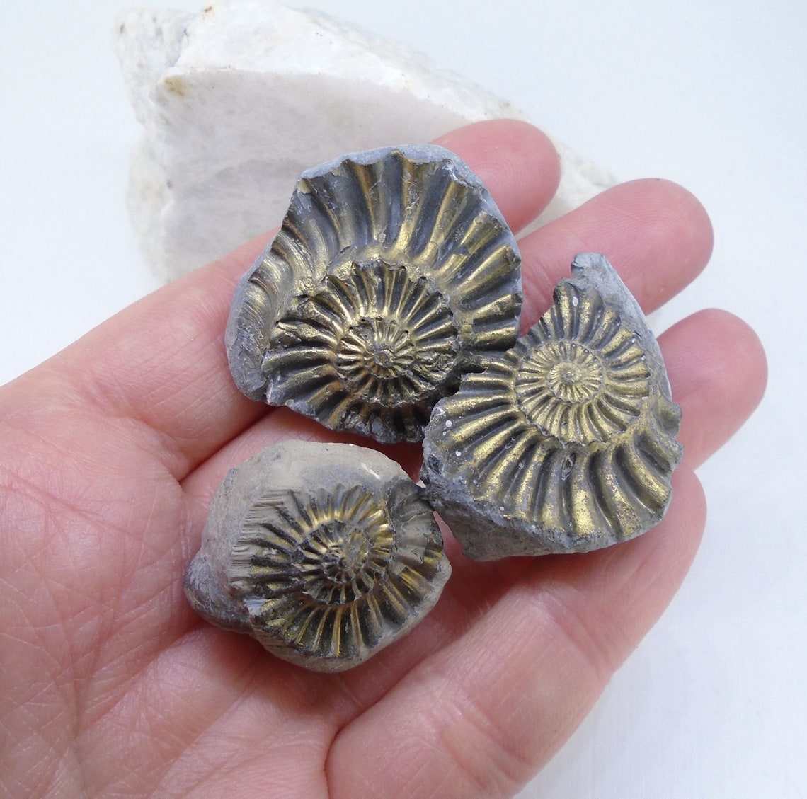 3 X Pyrite Ammonite Pieces - Good Jewellery Grade, Great for Pendants ...