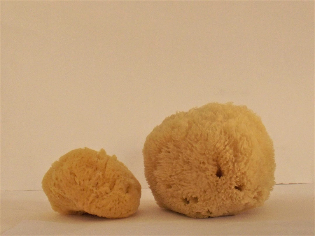 100% Natural Grass Sponge A Class From Greek Seas, Yellow Colour - Etsy