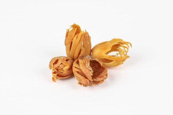 Nutmeg Flower