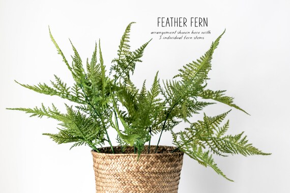 Setaceus Pyramidalis Plumosus Asparagus Feather Fern Seeds Soft Fern