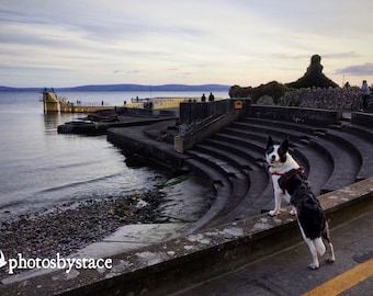 IRISH Wolfhound, Ballyseede Castle, Tralee , Co. Kerry, IRELAND Photo ...